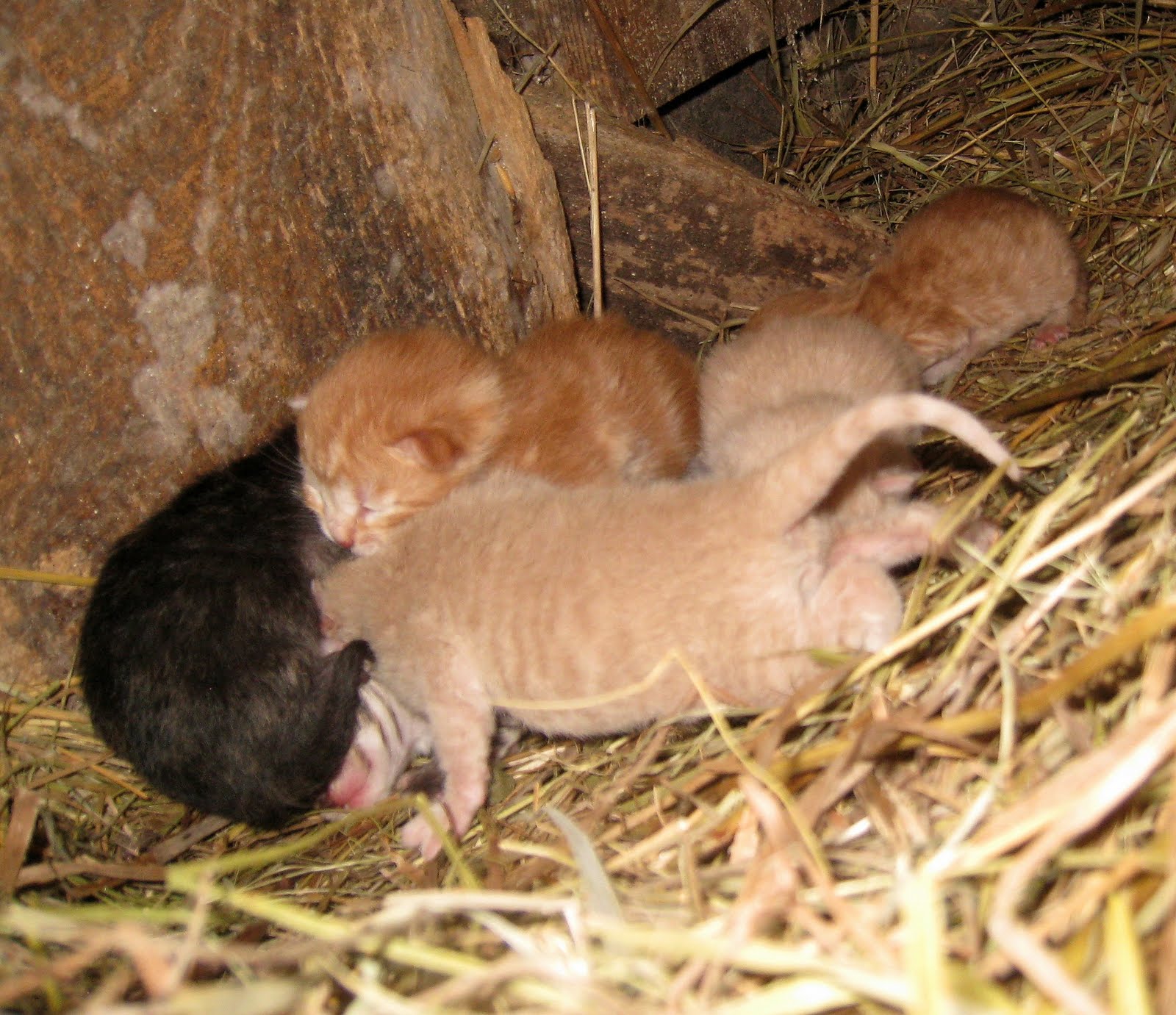 JD @ Christieview Farm: A nest of kittens in the manger.