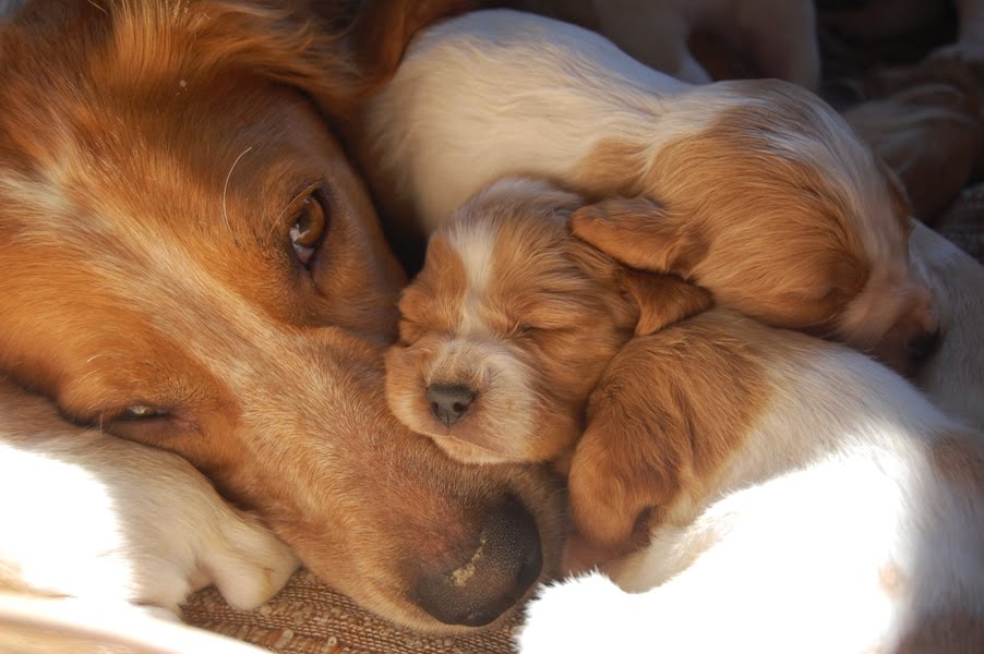 CACHORROS SPANIEL BRETON