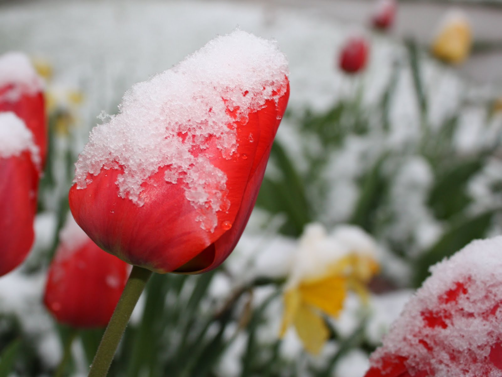 Morningstar Happenings: Hang tight, snowy tulips!