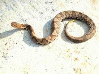 from the Tennessee Plateau: A Tale of Two Snakes