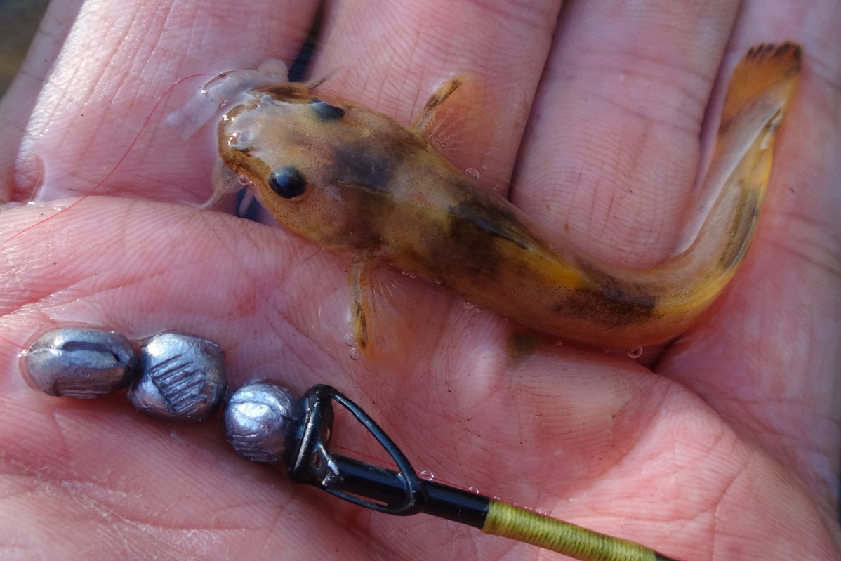 Ben Cantrell's fish species blog: Hobo fishing Missouri part 2