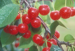 JAVIER LISHNER: Rock Around the Blog