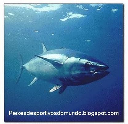 PEIXES DESPORTIVOS DO MUNDO: O ATUM RABILHO - Thunnus thynnus