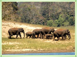Travel India Tourism and India Tour Packages: Idukki Wildlife Sanctuary ...