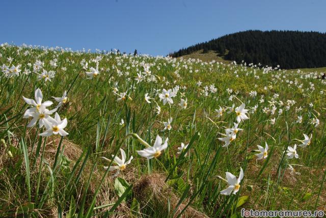 La mitad del camino...: POIANA NARCISELOR ... EL PRADO DE LOS NARCISOS