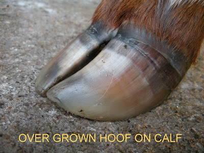 storybrookeripples: ox and dog blog: Hoof Trimming