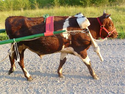 storybrookeripples: ox and dog blog: Single Ox Yoke - Ox Collar ...