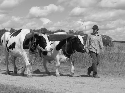 storybrookeripples: ox and dog blog: Ostby's Oxen Pum and Kin Plowing ...