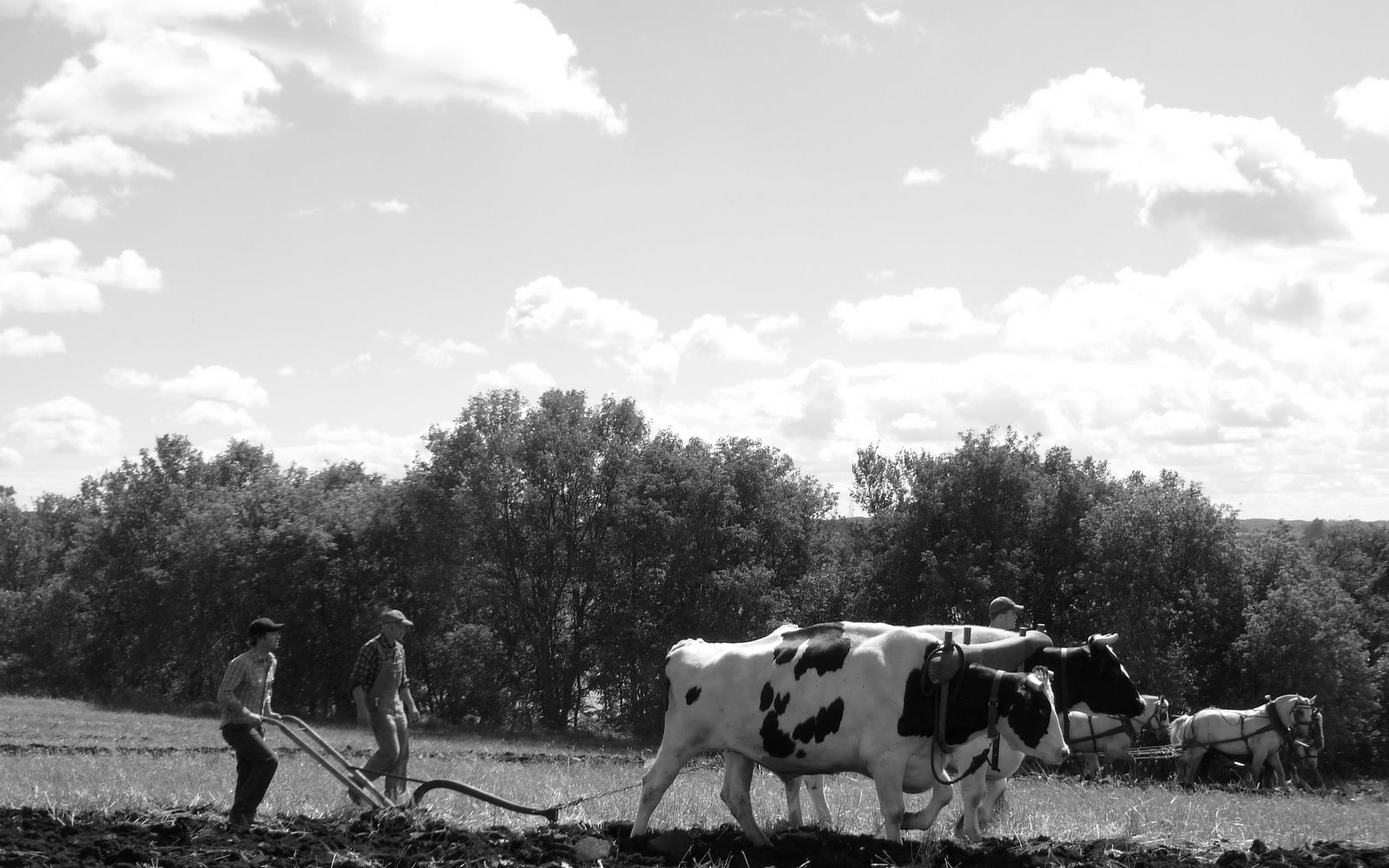 storybrookeripples: ox and dog blog: Ostby's Oxen Pum and Kin Plowing ...