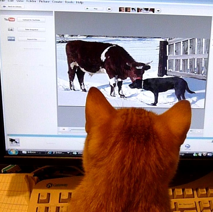 storybrookeripples: ox and dog blog: Interspecies Behavior: Grooming ...