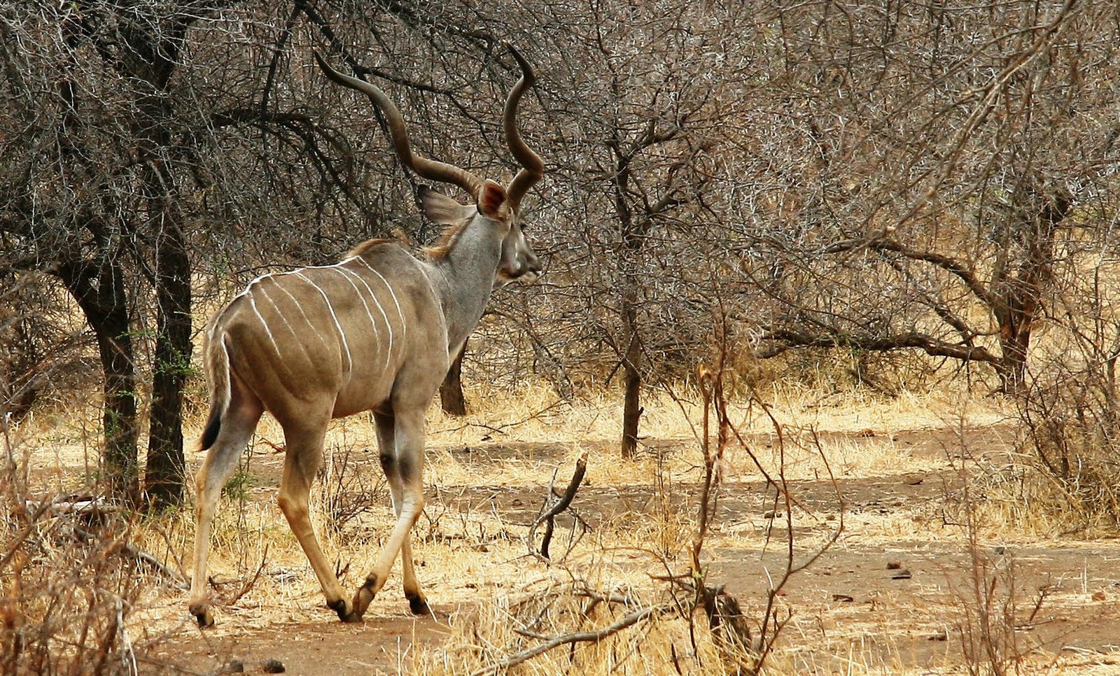 Nature and Politics: An arid thorn-scrub model for invention of clothing
