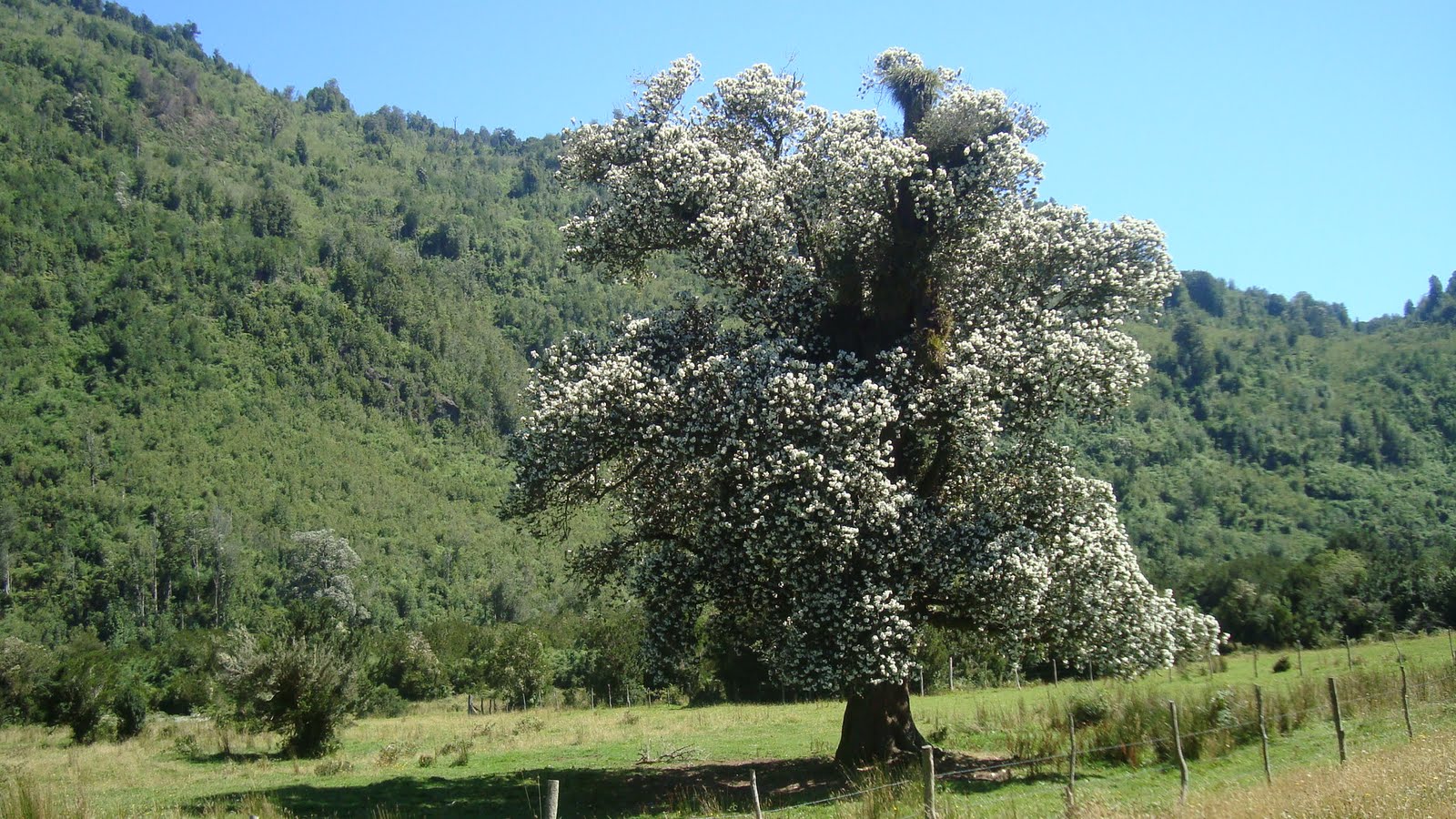 apis-los alerces: La Riqueza del Ulmo