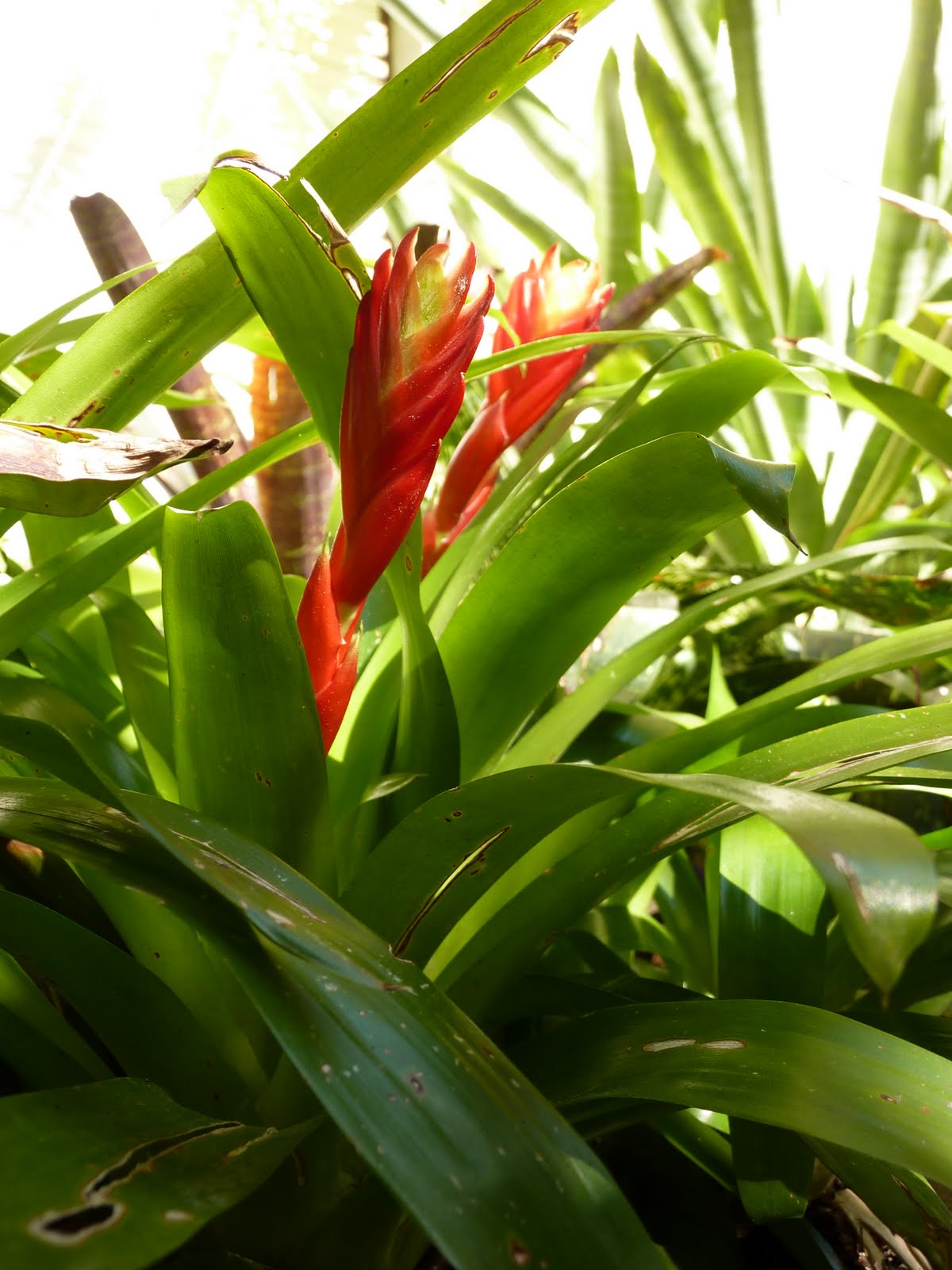 ANTIEK - NATUREZA URBANA: CONSTRUÇÃO DE JARDINS TROPICAIS EXTERIORES