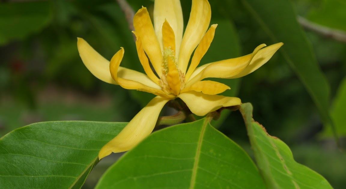 Florez Nursery: 3 Michelia