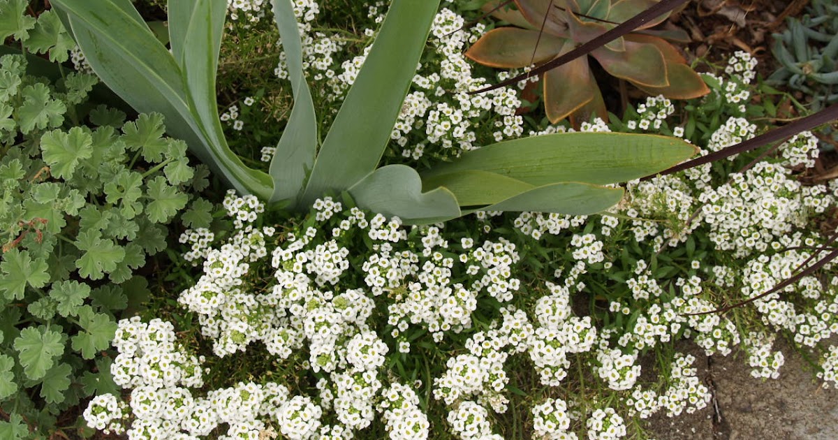 Florez Nursery: Alyssum, Sweet Alice