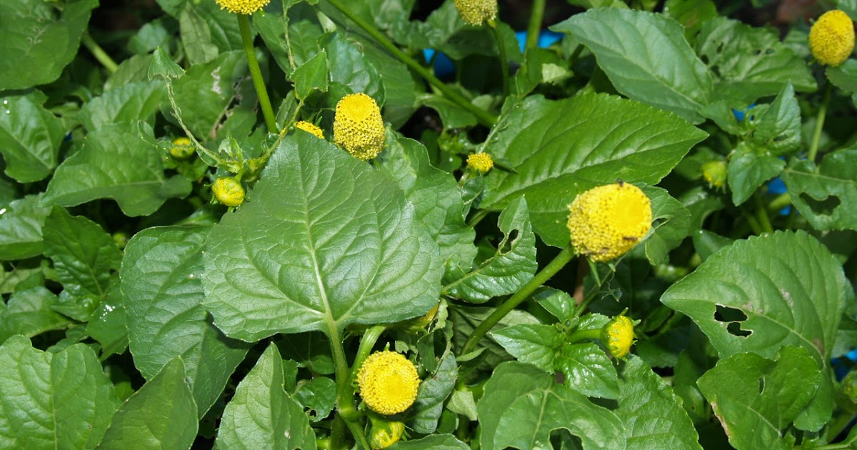 Florez Nursery: Spilanthes oleracea, Szechuan Buttons
