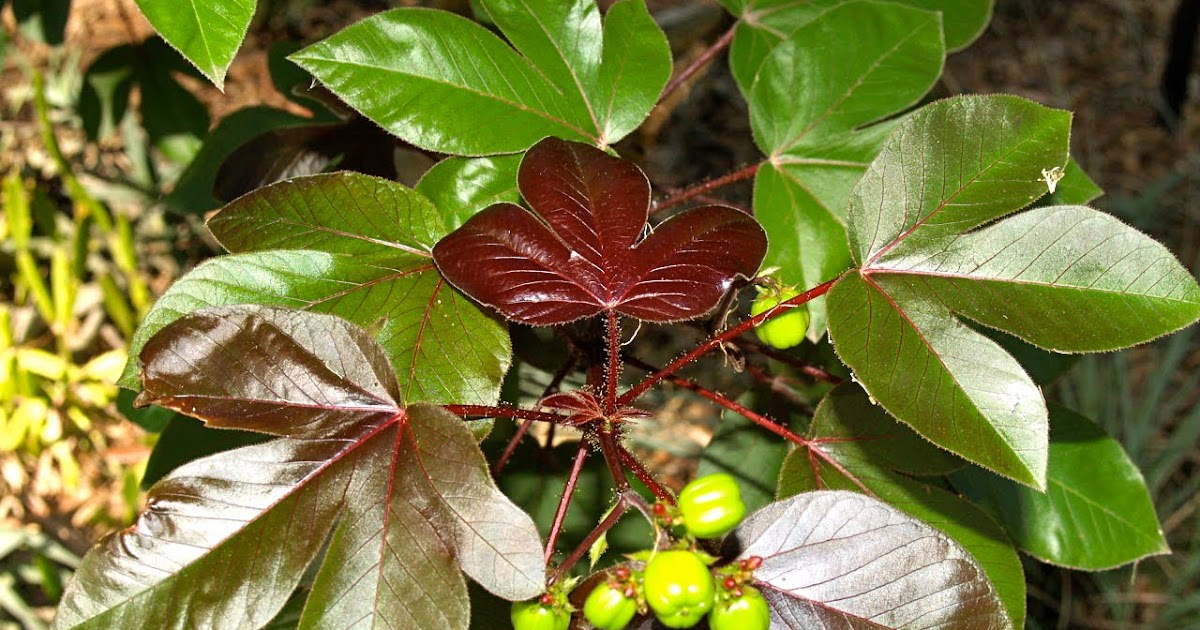 Florez Nursery: Jatropha gossypifolia, Bellyache Bush