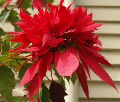 Florez Nursery: Euphorbia pulcherrima plenissima, 'Flor de Noche Buena'