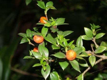 Florez Nursery: Alyxia ruscifolia, Chain Fruit