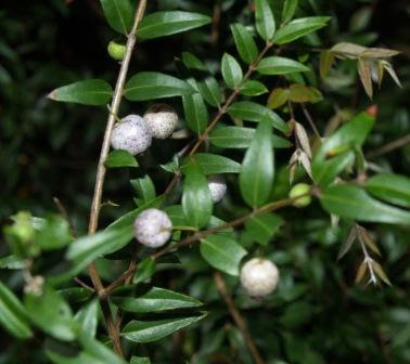 Florez Nursery: Austromyrtus dulcis. Midyim Berry