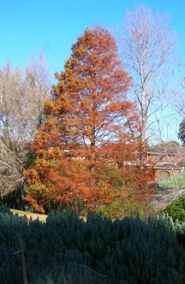 Florez Nursery: Taxodium distichum, Swamp Cypress