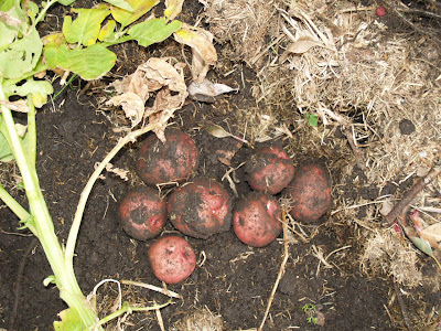 Florez Nursery: Red Pontiac potatoes