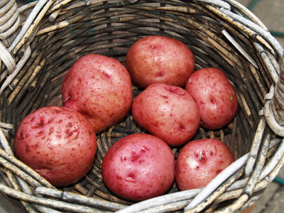 Florez Nursery: Red Pontiac potatoes