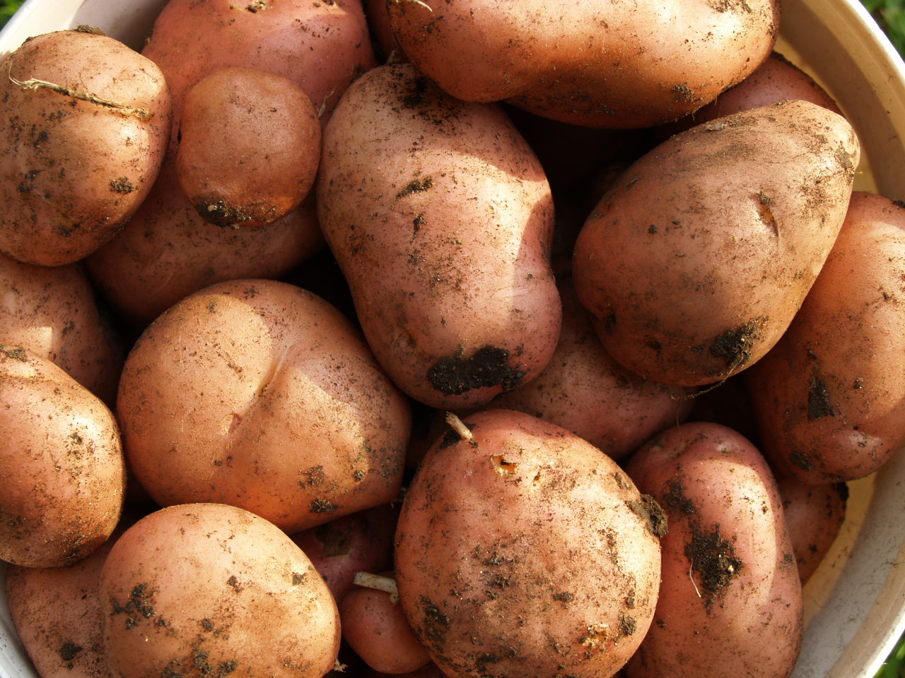 Florez Nursery: Desiree Potatoes