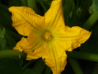 Florez Nursery: Zucchini 'Green Globe'