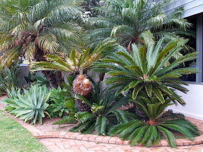Florez Nursery: Phoenix roebelenii, Dwarf Date Palm