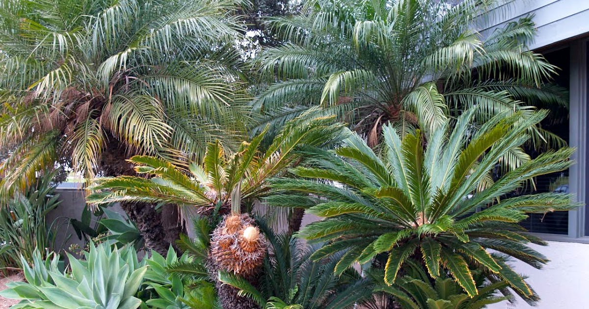 Florez Nursery: Phoenix roebelenii, Dwarf Date Palm