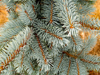 Florez Nursery: Picea pungens 'Fat Albert', Blue Spruce
