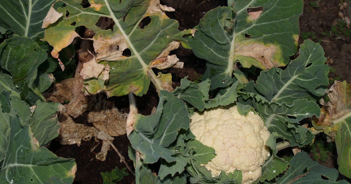Florez Nursery: Plant pathology:Black rot on cruciferous vegetables