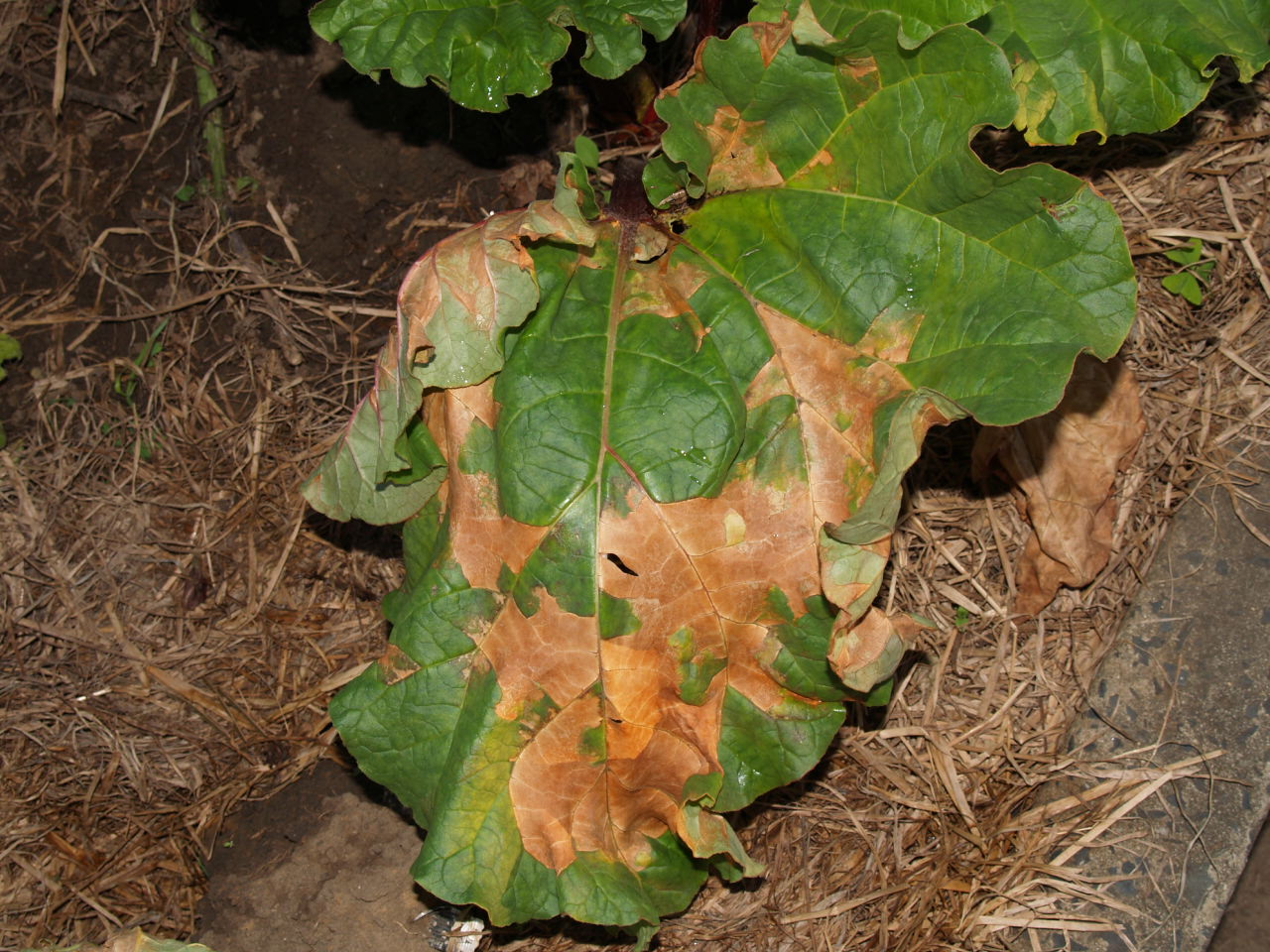 Florez Nursery: Plant pathology:Leaf spot diseases on Rhubarb
