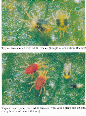 Florez Nursery: Plant pest Mites