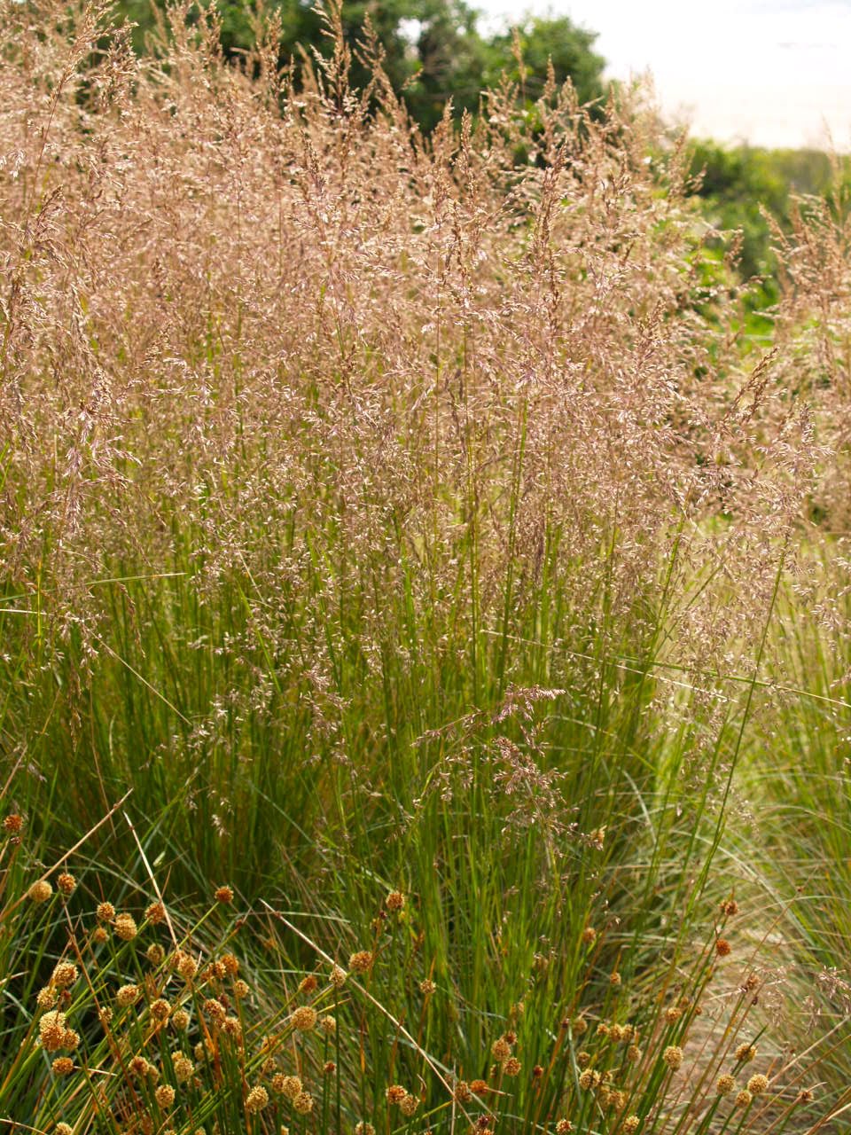 Florez Nursery: Poa labillardieri, Tussock Grass