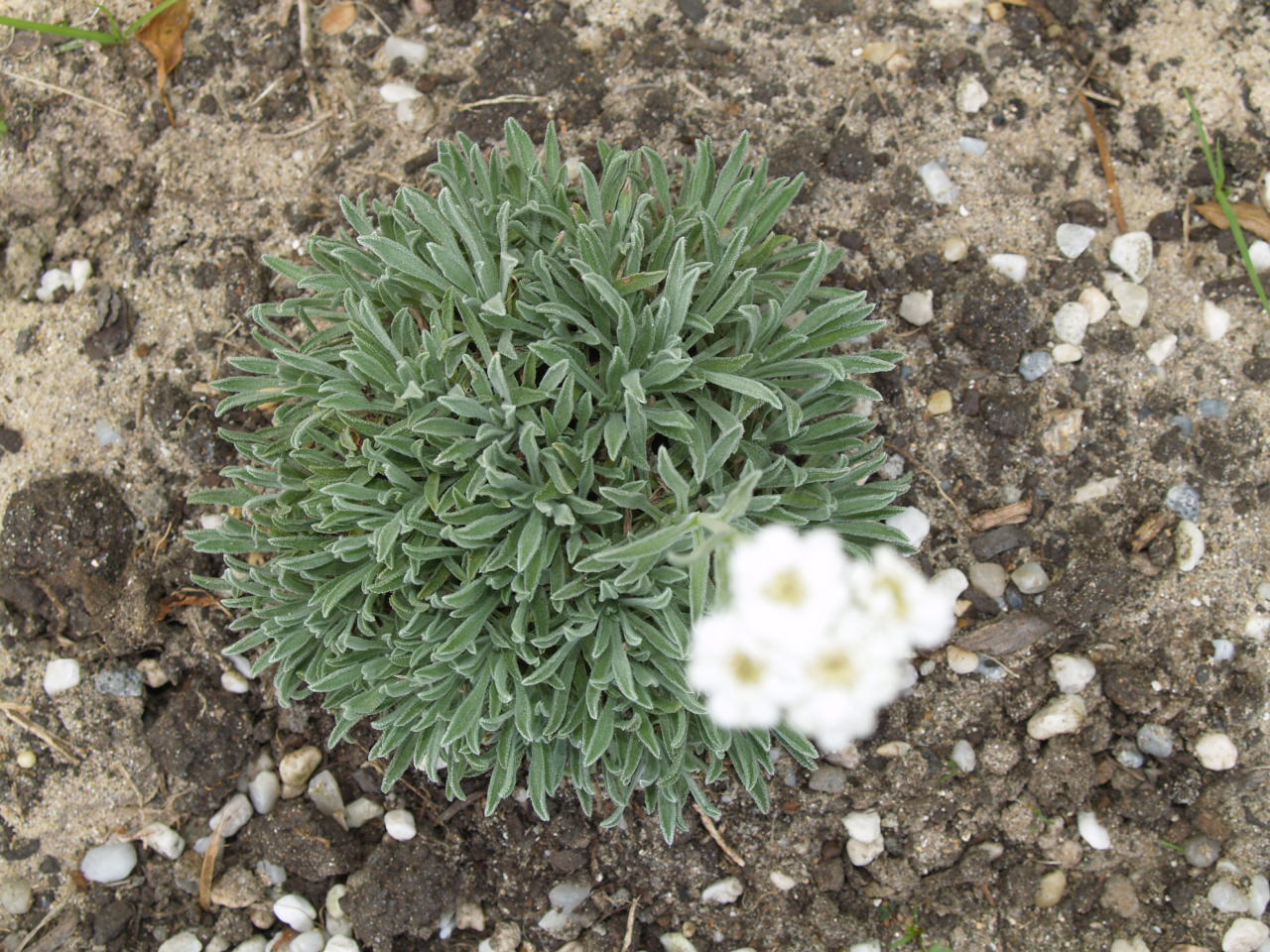 Florez Nursery: Achillea ageratifolia: Greek Yarrow