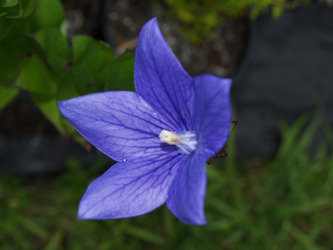 Florez Nursery: The blue balloon, Platycodon grandiflorus