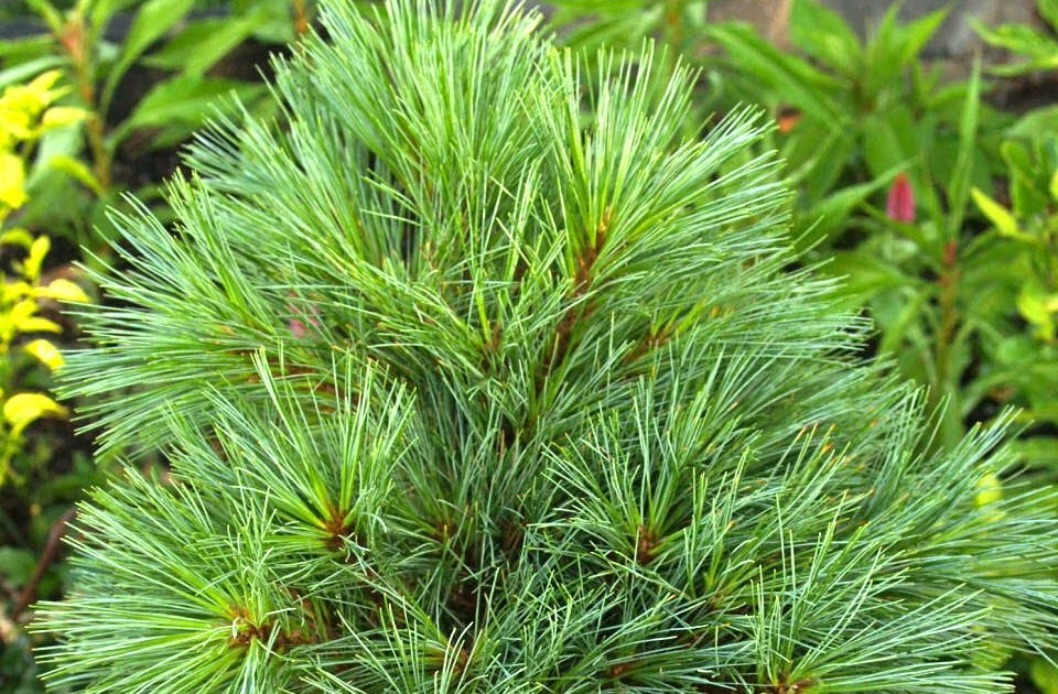Florez Nursery: Pinus strobus 'Merrimack'