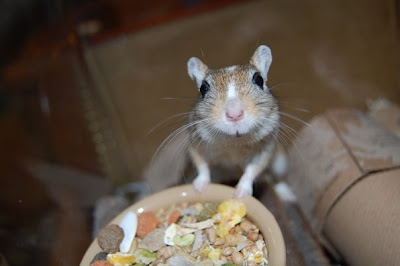 Cute & Funny Gerbils