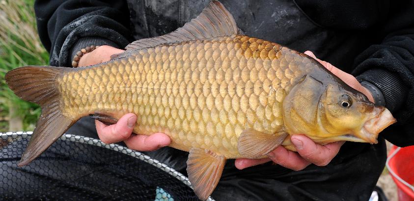 Recordvangst karper in Engeland