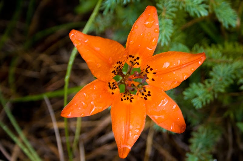 Photography of Ralph Fuchs of St. Albert, Alberta: Mountain Wildflowers