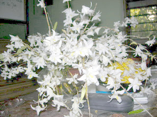 BORNEO PARADISE: Anggrek Merpati Mekar di Pontianak