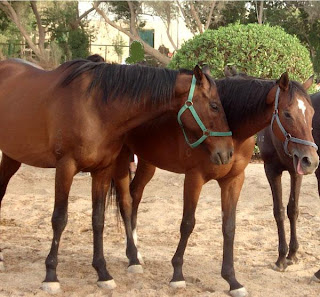 My Travels,My Experiences: Equestrian Clubs,Kuwait