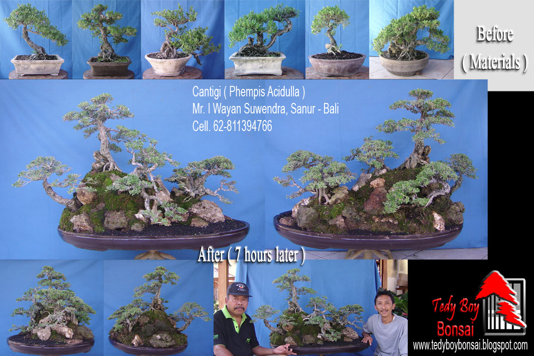 Bonsai Tedy Boy Bonsai Bali INDONESIA europe usa america european JAPAN ...