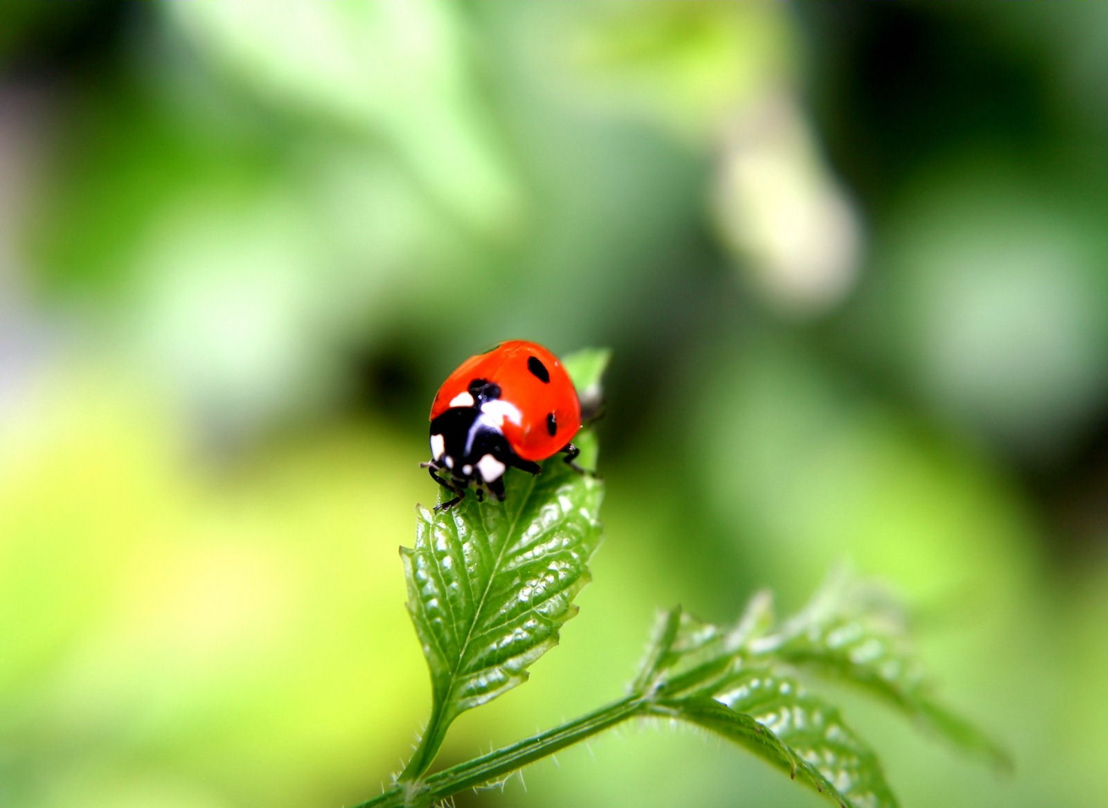 Banco de Imágenes Gratis: Los insectos de mi jardín (40 fotos tipo macro)