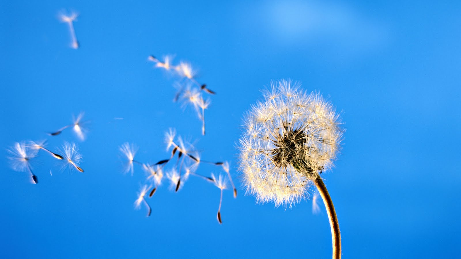 Free Image Banks: Free Amazing Pictures (30 imágenes maravillosas)