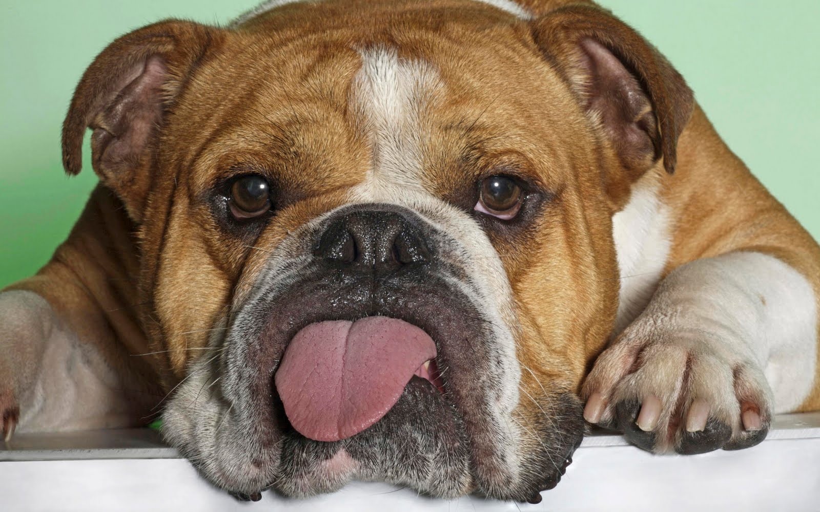 LOS ANIMALES DE NUESTRA VIDA: PERRITOS