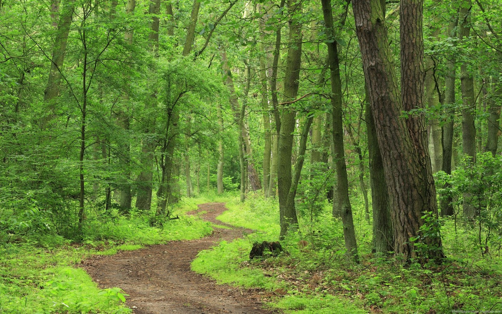 Imágenes de bosques y santuarios naturales (37 fotos)