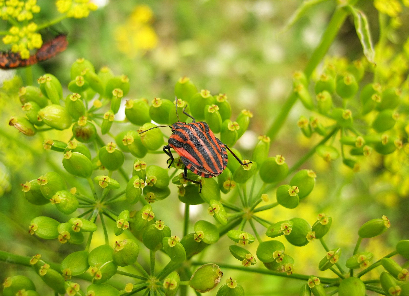 Los insectos de mi jardín IV (8 fotos tipo macro)